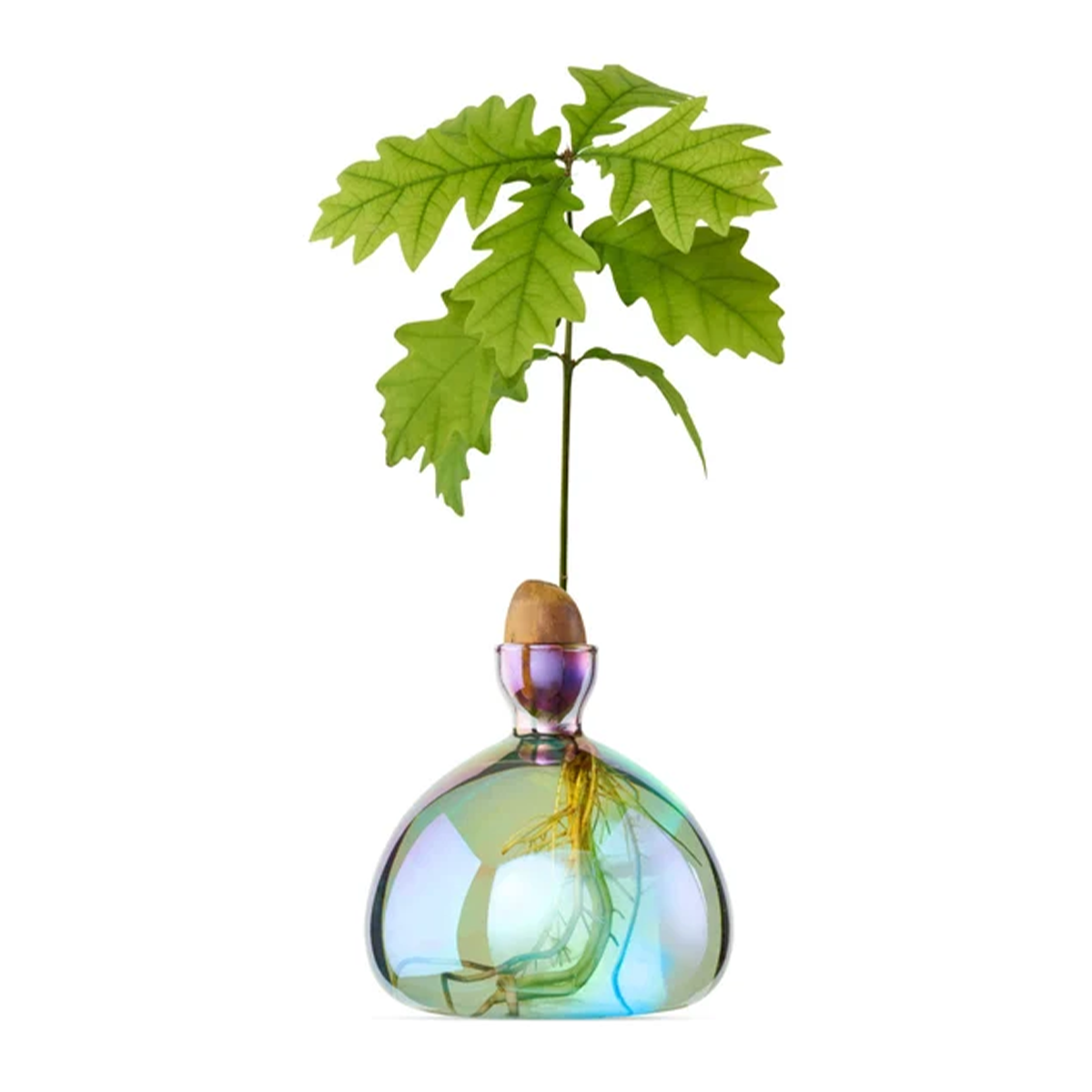 glass vase for cosmic acorn - ilex studio | fleux – Fleux