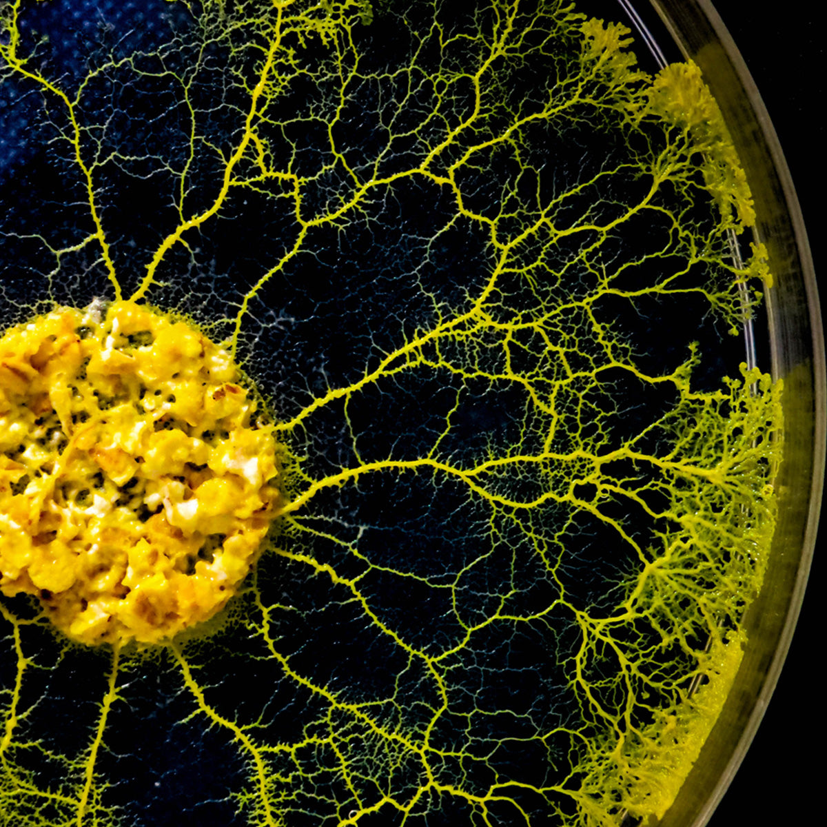 Blob Breeding Kit – Fleux